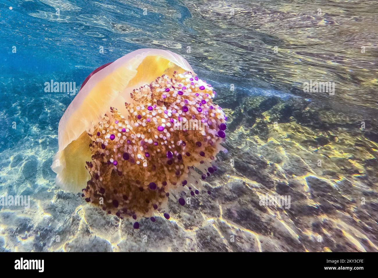 Mediterranean jellyfish (Cotylorhiza tuberculata) can be seen in the ...
