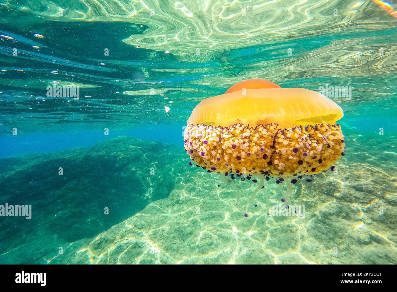 Mediterranean jellyfish (Cotylorhiza tuberculata) can be seen in the ...
