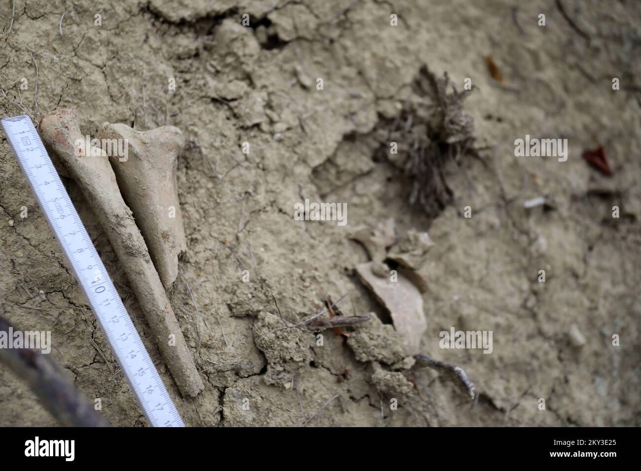 Human bones sticking out of the freshly dug earth along the road, right ...