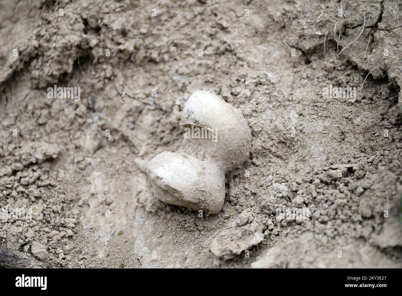 Human bones sticking out of the freshly dug earth along the road, right ...