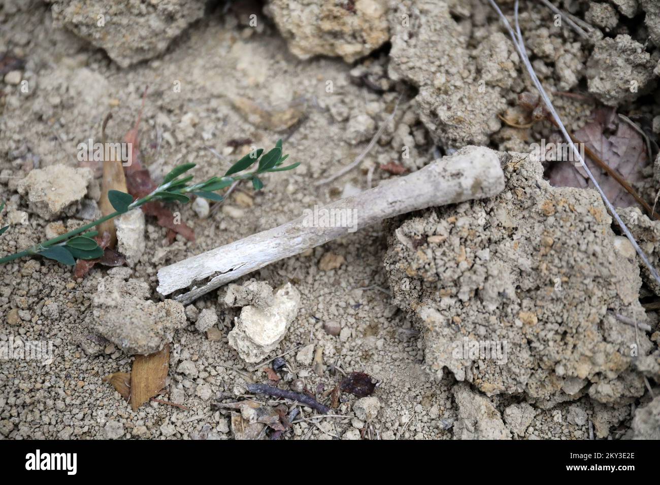 Human bones sticking out of the freshly dug earth along the road, right ...
