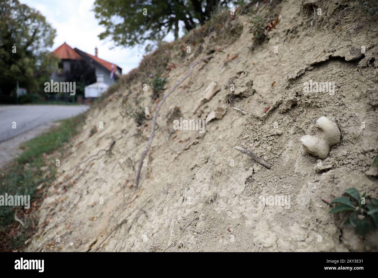 Human bones sticking out of the freshly dug earth along the road, right ...