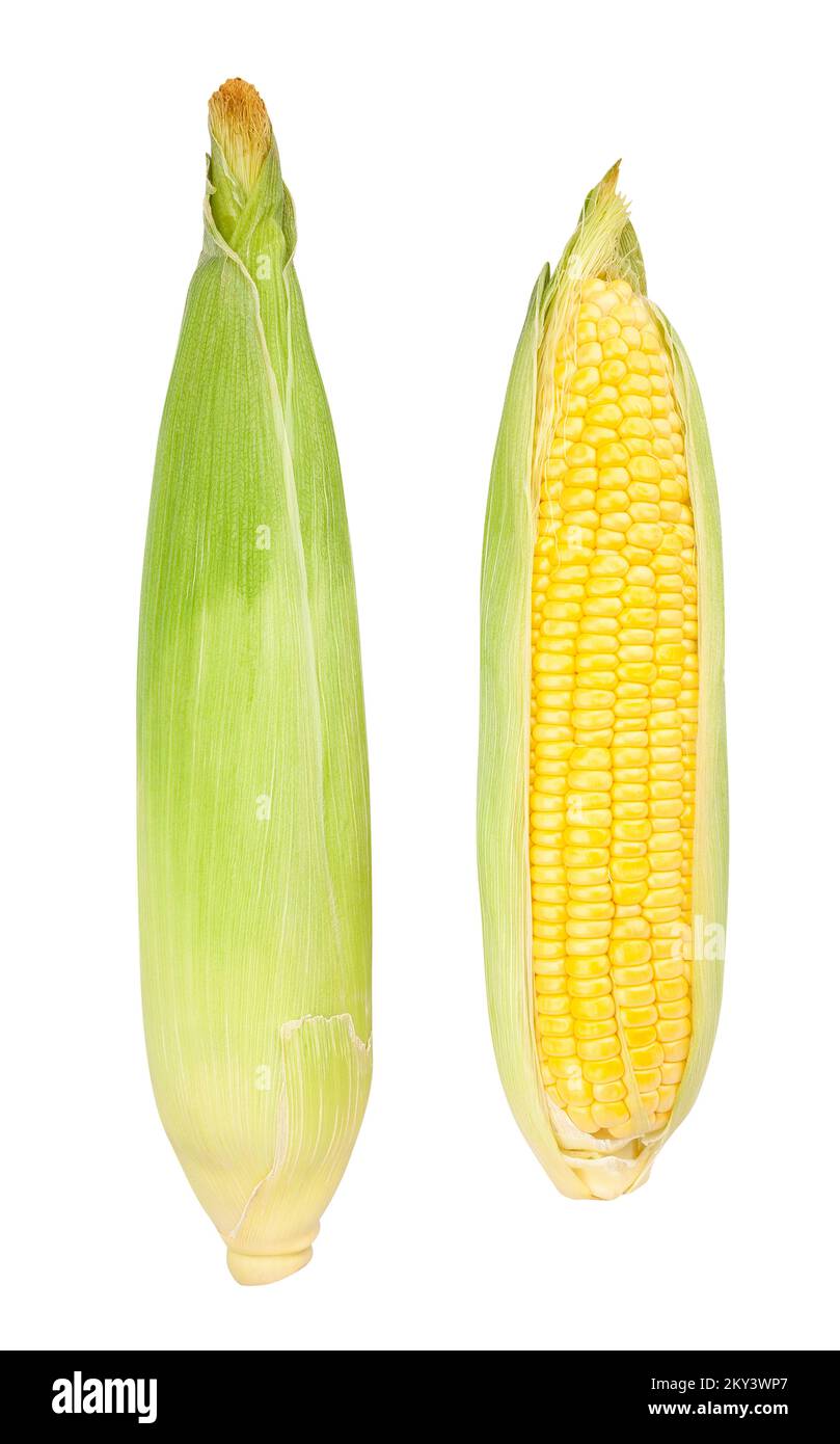 corn path isolated on white Stock Photo - Alamy