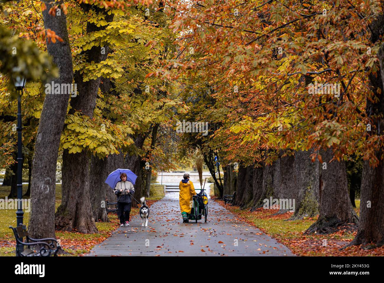 Yellow leaves in parks in Osijek, Croatia on 19. September, 2022. Photo ...
