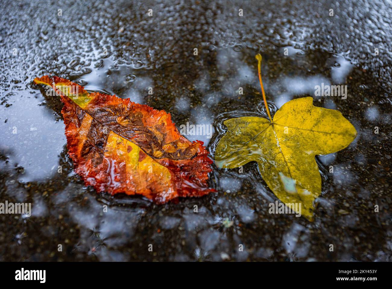 Yellow leaves in parks in Osijek, Croatia on 19. September, 2022. Photo ...