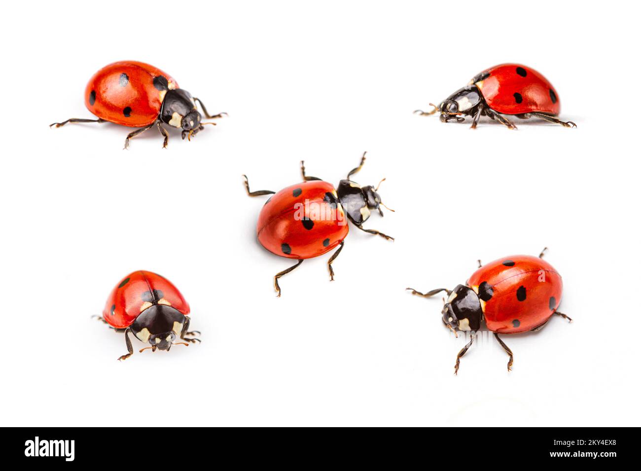 Set of seven-spot ladybirds, Coccinella septempunctata, macro ...
