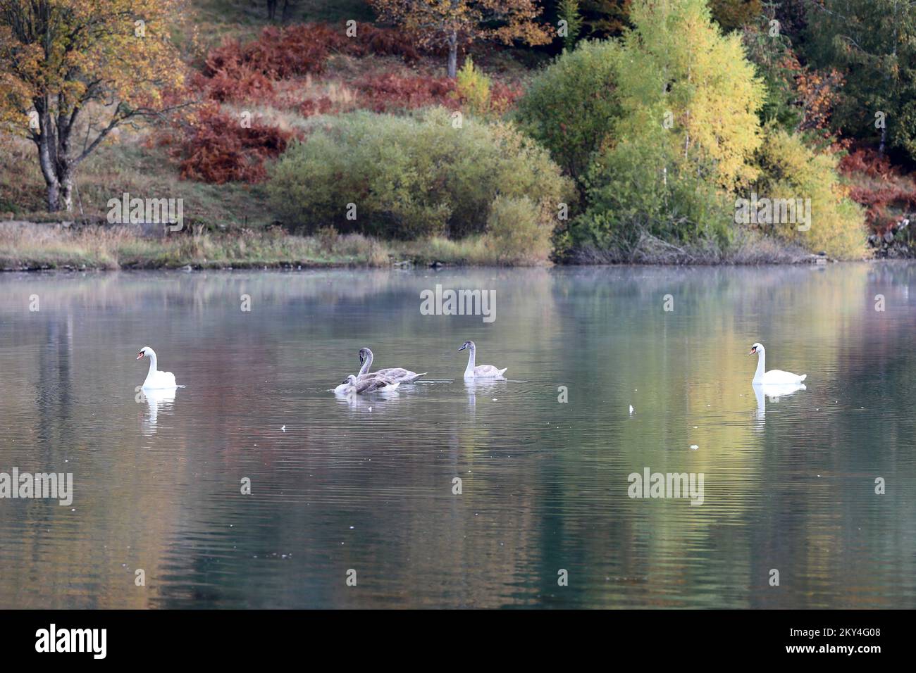 Swan family on Lokvarsko Lake near Gorski Kotar, Croatia on October 4 ...