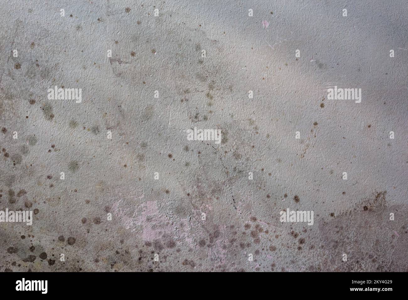 Black spots of toxic mold and fungus bacteria on the interior wall of ...