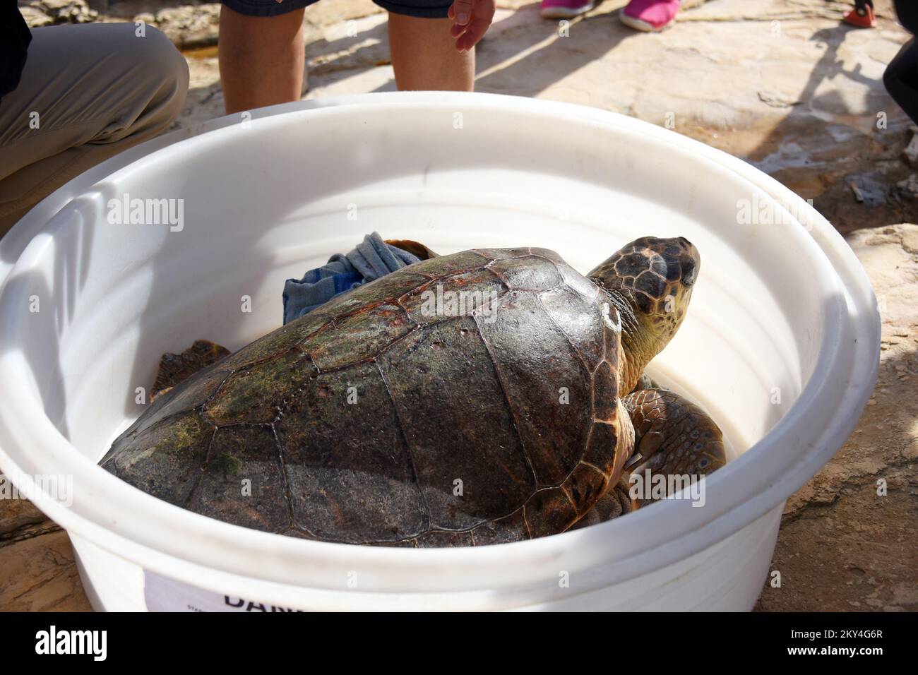 Two loggerhead turtles, Ivan and Dancea, were returned to the sea after ...