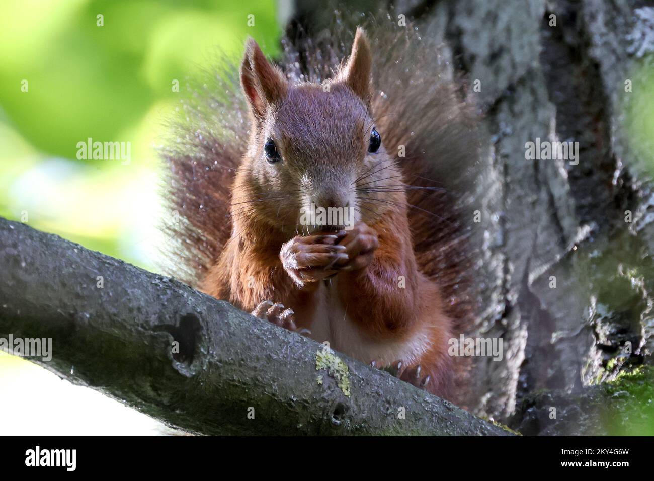 A squirrel can be seen on a branch while enjoying the fruits of the ...