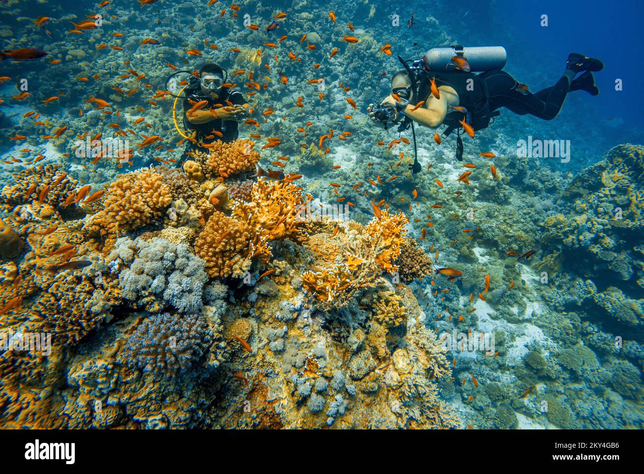 Scuba diver exploring the Gota Abu Ramada reef on September 30, 2022 in ...
