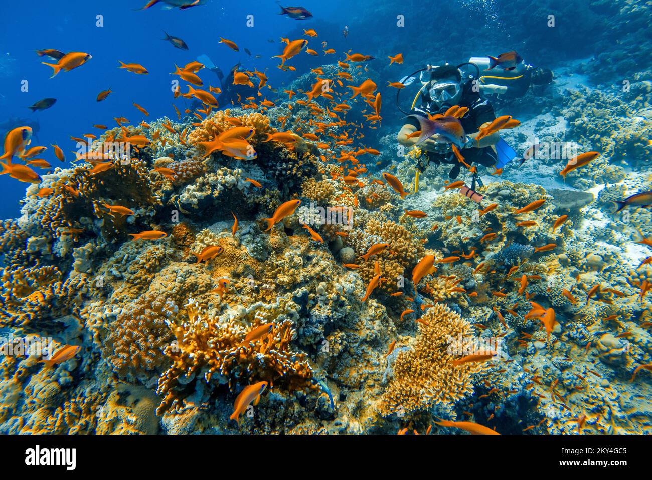 Scuba diver exploring the Gota Abu Ramada reef on September 30, 2022 in ...