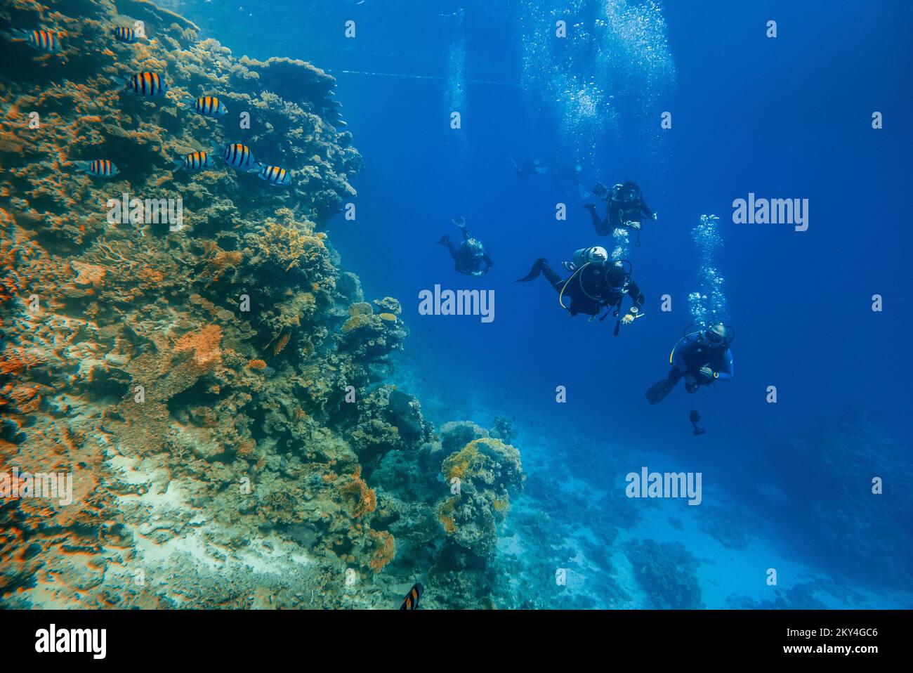 Scuba diver exploring the Gota Abu Ramada reef on September 30, 2022 in ...