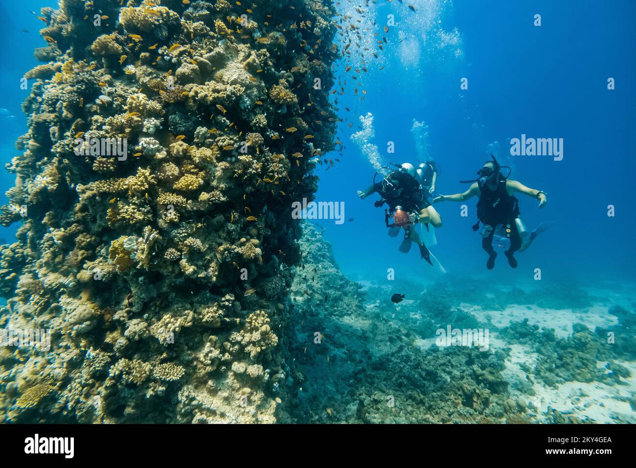 Scuba diver exploring the Gota Abu Ramada reef on September 30, 2022 in ...