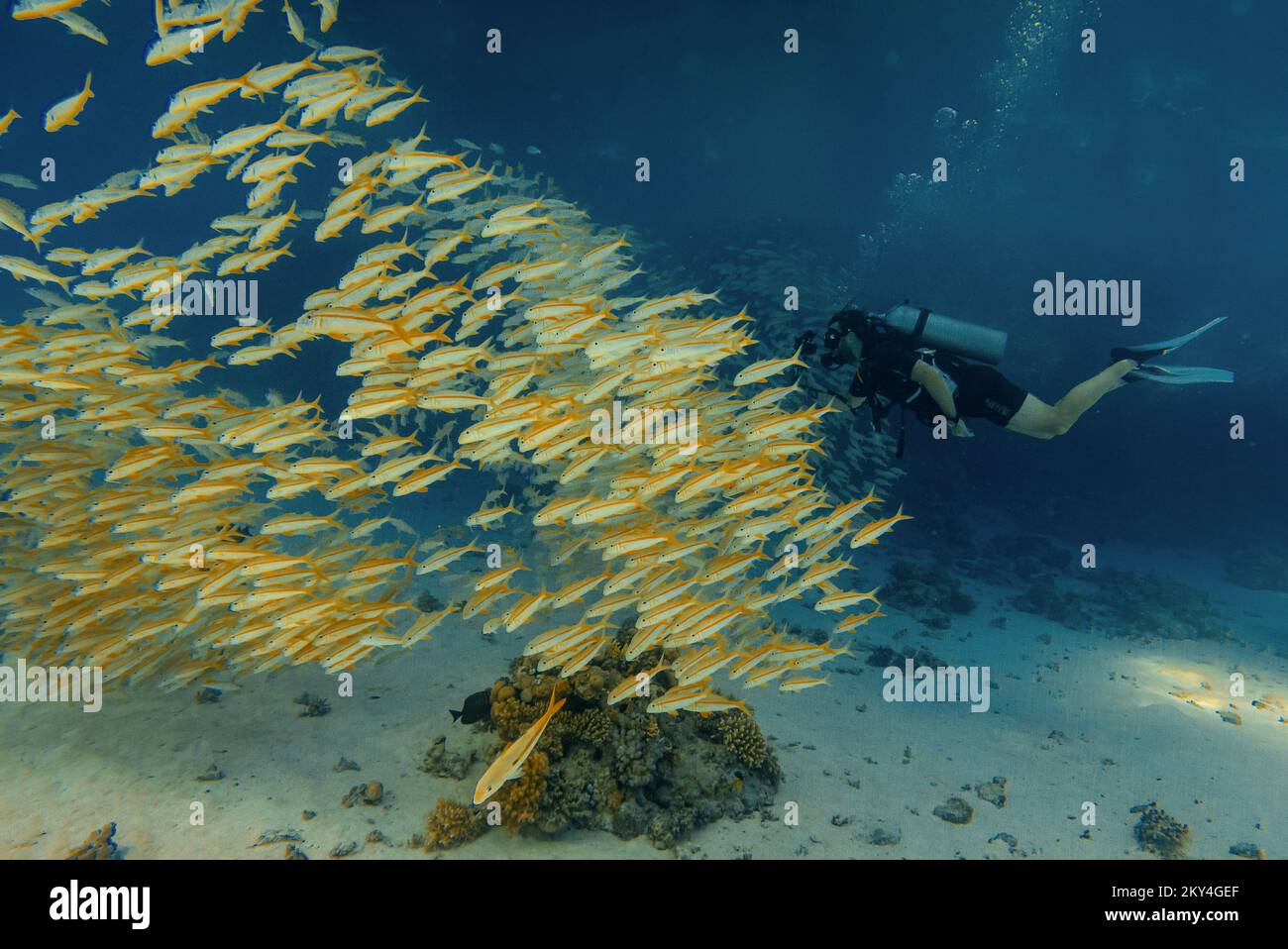 Scuba diver exploring the Gota Abu Ramada reef on September 30, 2022 in ...