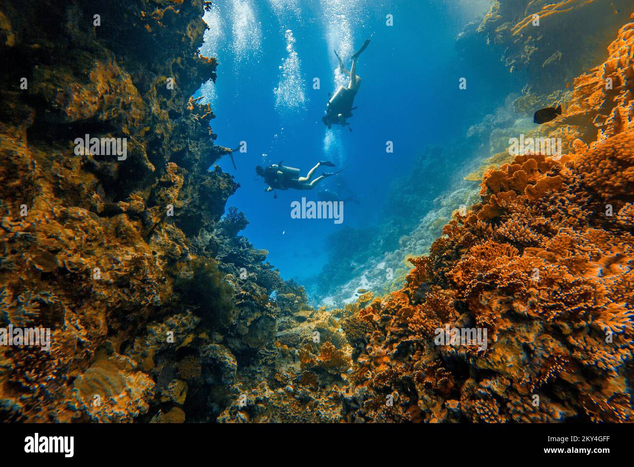 Scuba diver exploring the Gota Abu Ramada reef on September 30, 2022 in ...