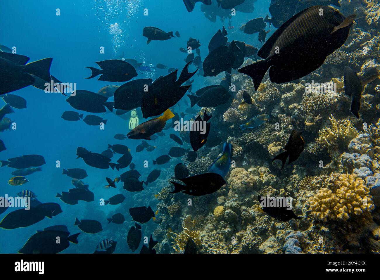 Scuba diver exploring the Gota Abu Ramada reef on September 30, 2022 in ...