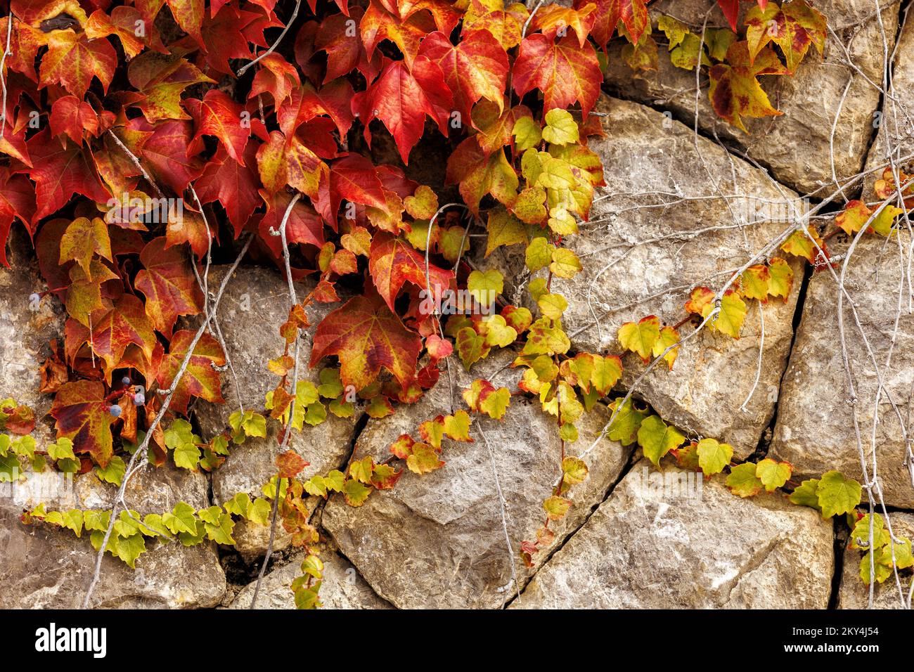 Photo taken on October 6 2022 shows leaves on a wall, in Rijeka ...