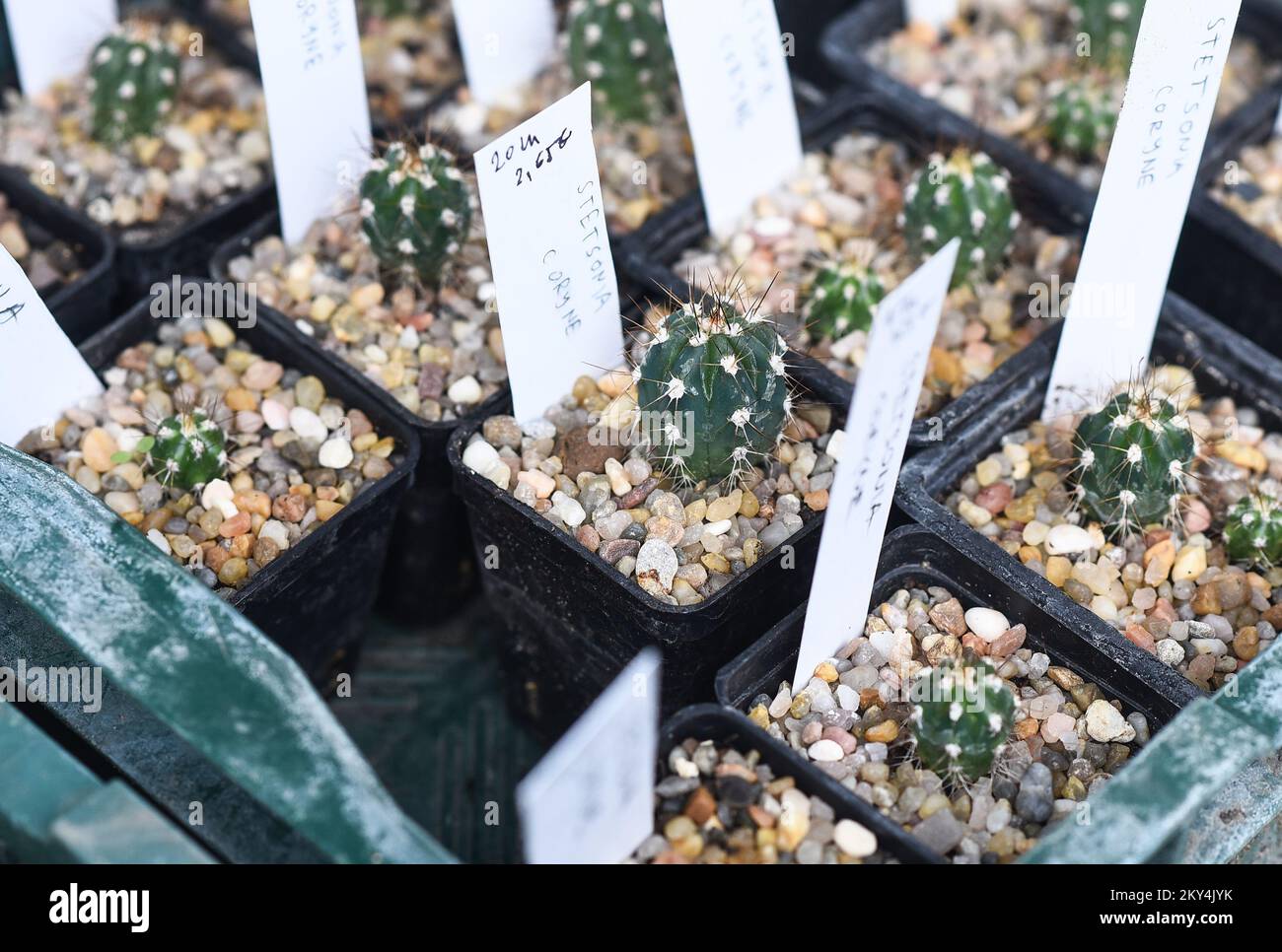 Zagreb Botanical Garden organized second annual plant sale, in Zagreb ...