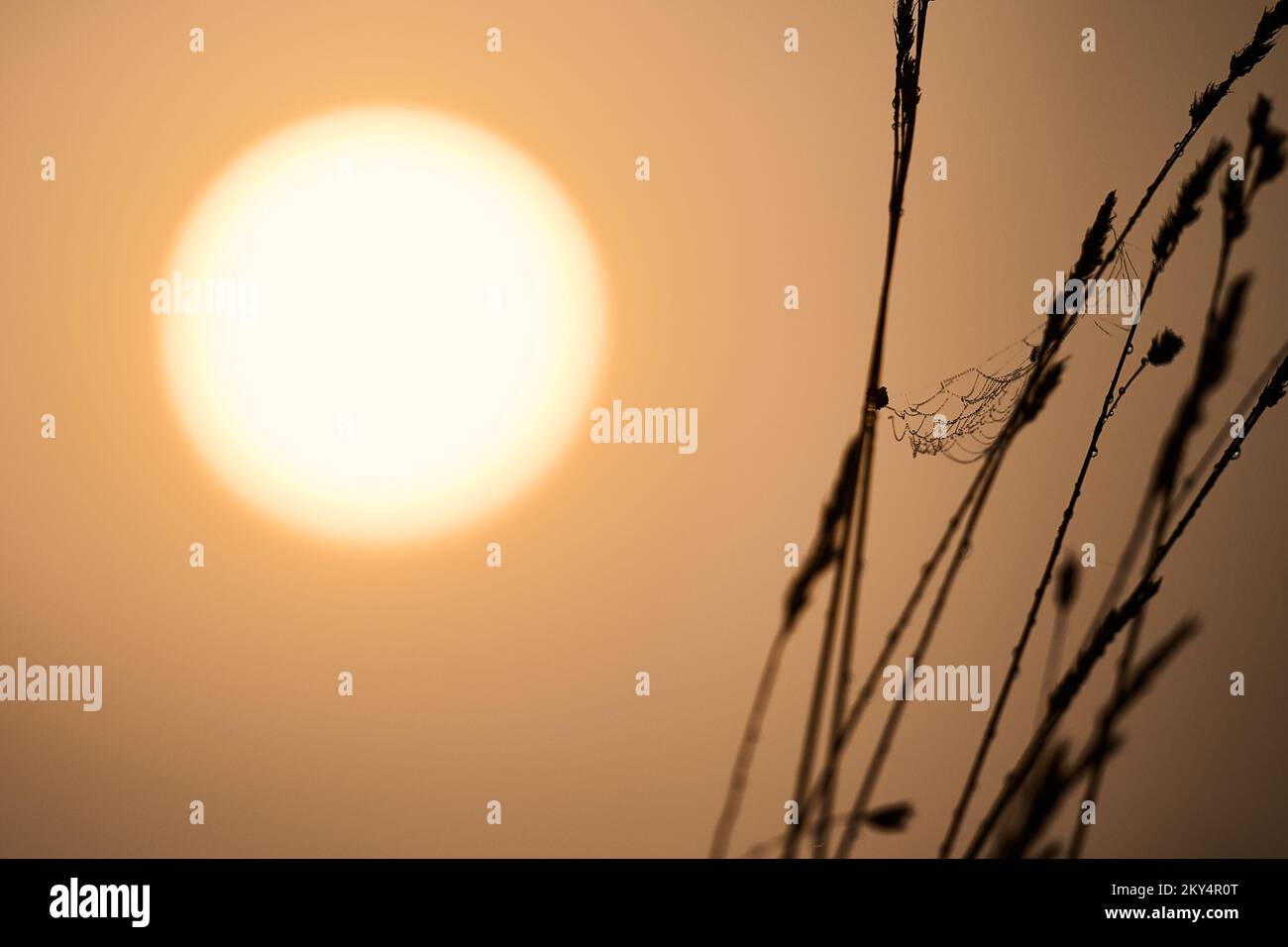 Spider web with morning dew during thew sunrise in Zagreb, Croatia on ...