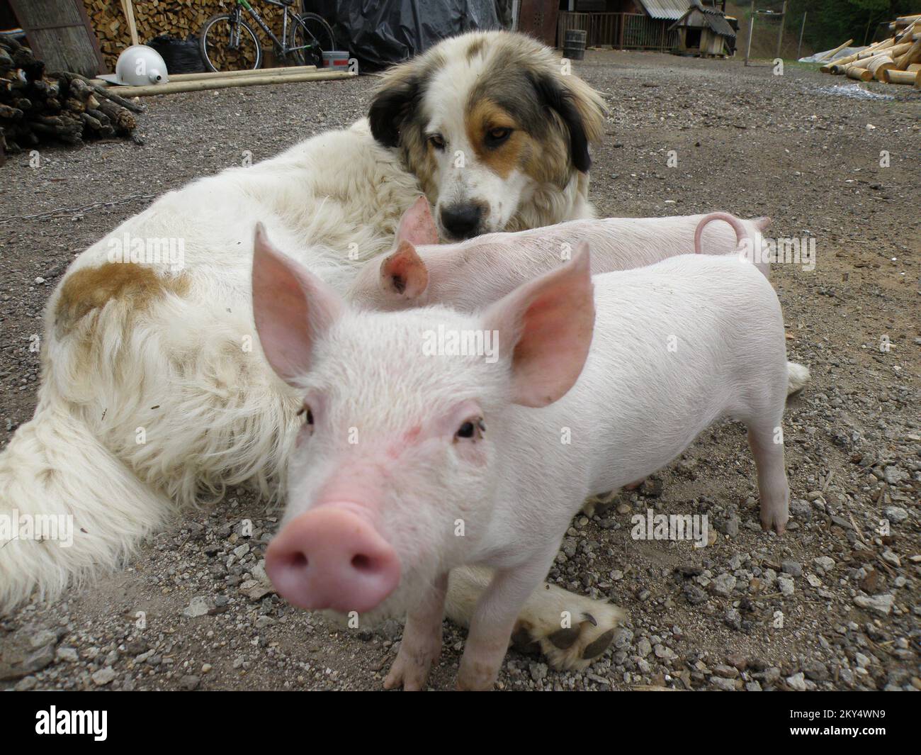 Three year old dog Kana takes care of two little pigs, Beti and Vilma ...