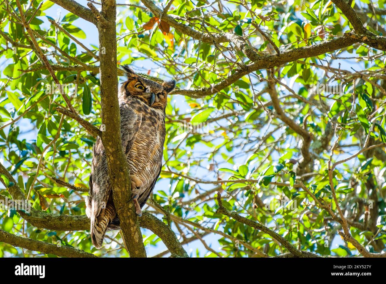 Adult great horned owl perched on a tree branch in Audubon Park, New ...