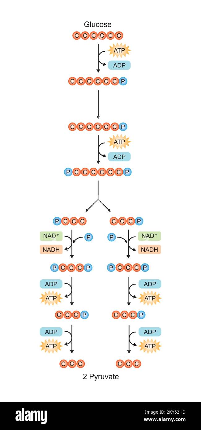 Scientific Designing of Glycolysis Steps. Converting Glucose into ...