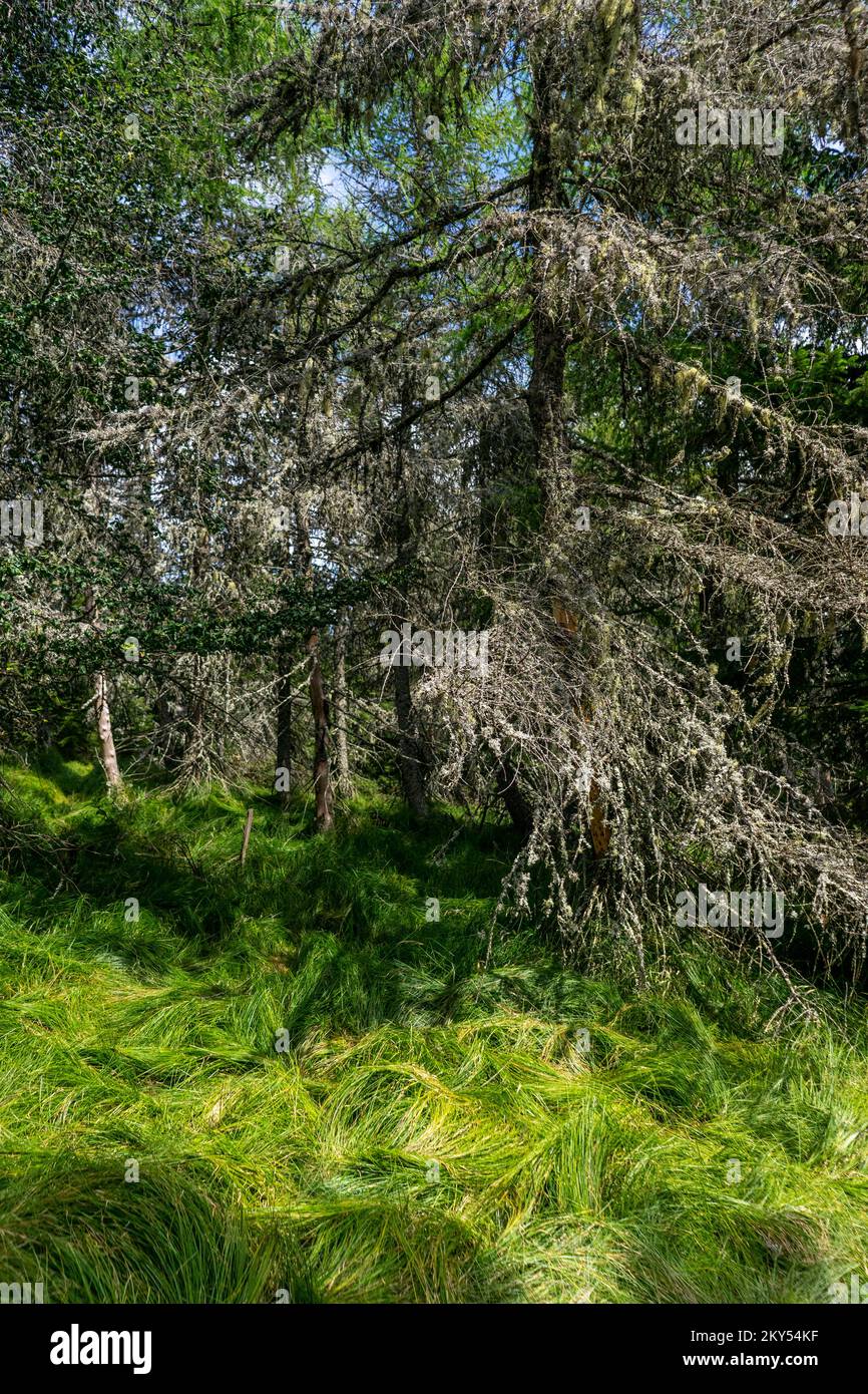 Lichen growing all over spruces Stock Photo - Alamy