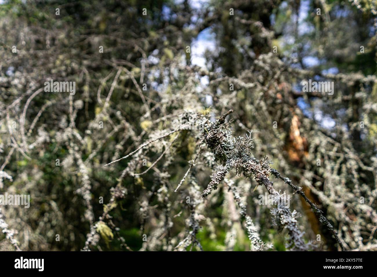 Lichen growing all over spruces Stock Photo - Alamy
