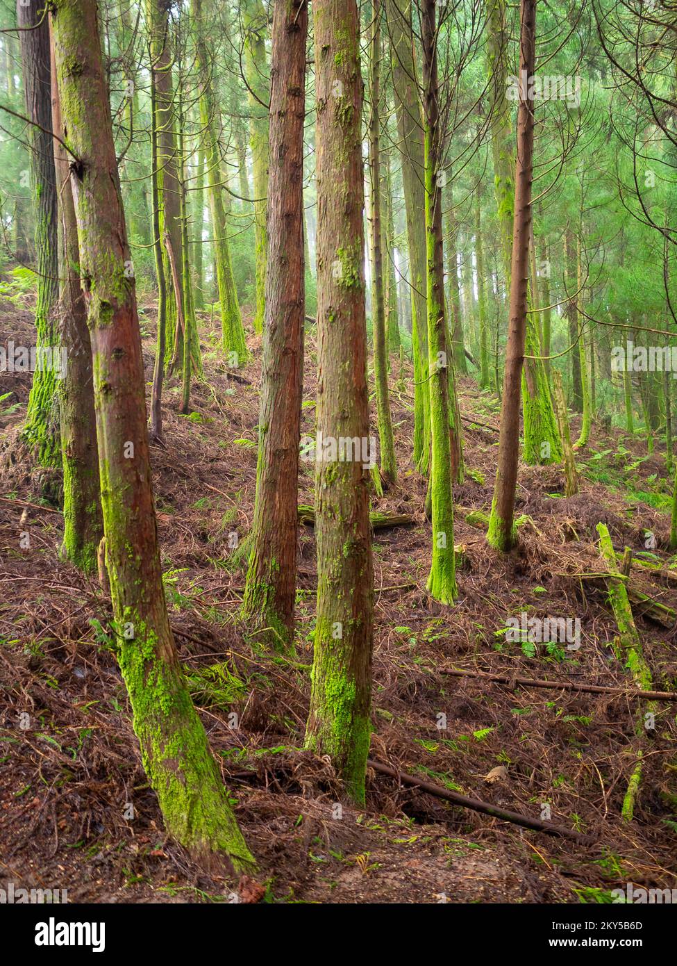 Brigh green moss covering the trees Stock Photo - Alamy