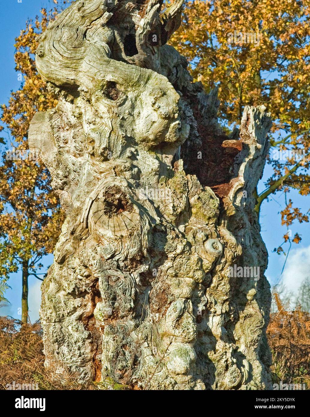 Dead Oak tree with human looking face on Cannock Chase Area of ...