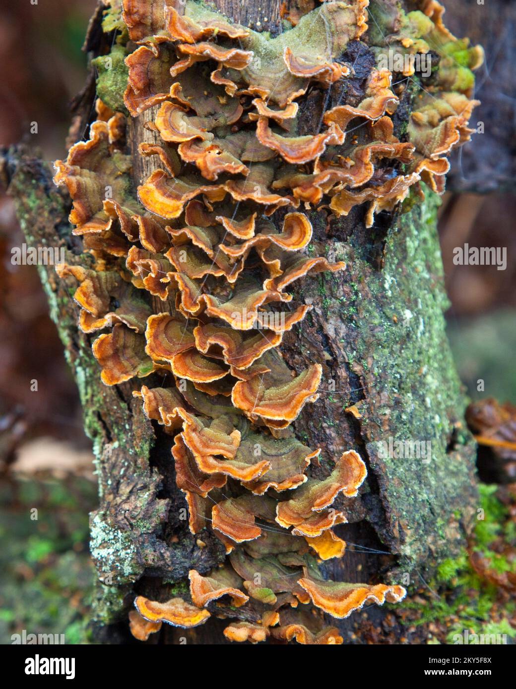 Fungi Bracket Trameses Versicolour (Turkey Tail) on rotten tree stump ...