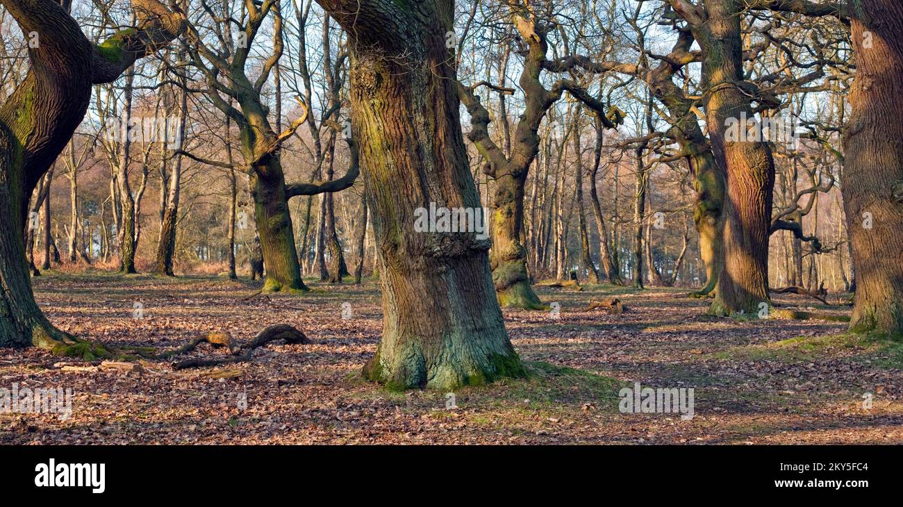 Ancient Oak Forest Brocton Coppice in late winter Cannock Chase Country ...