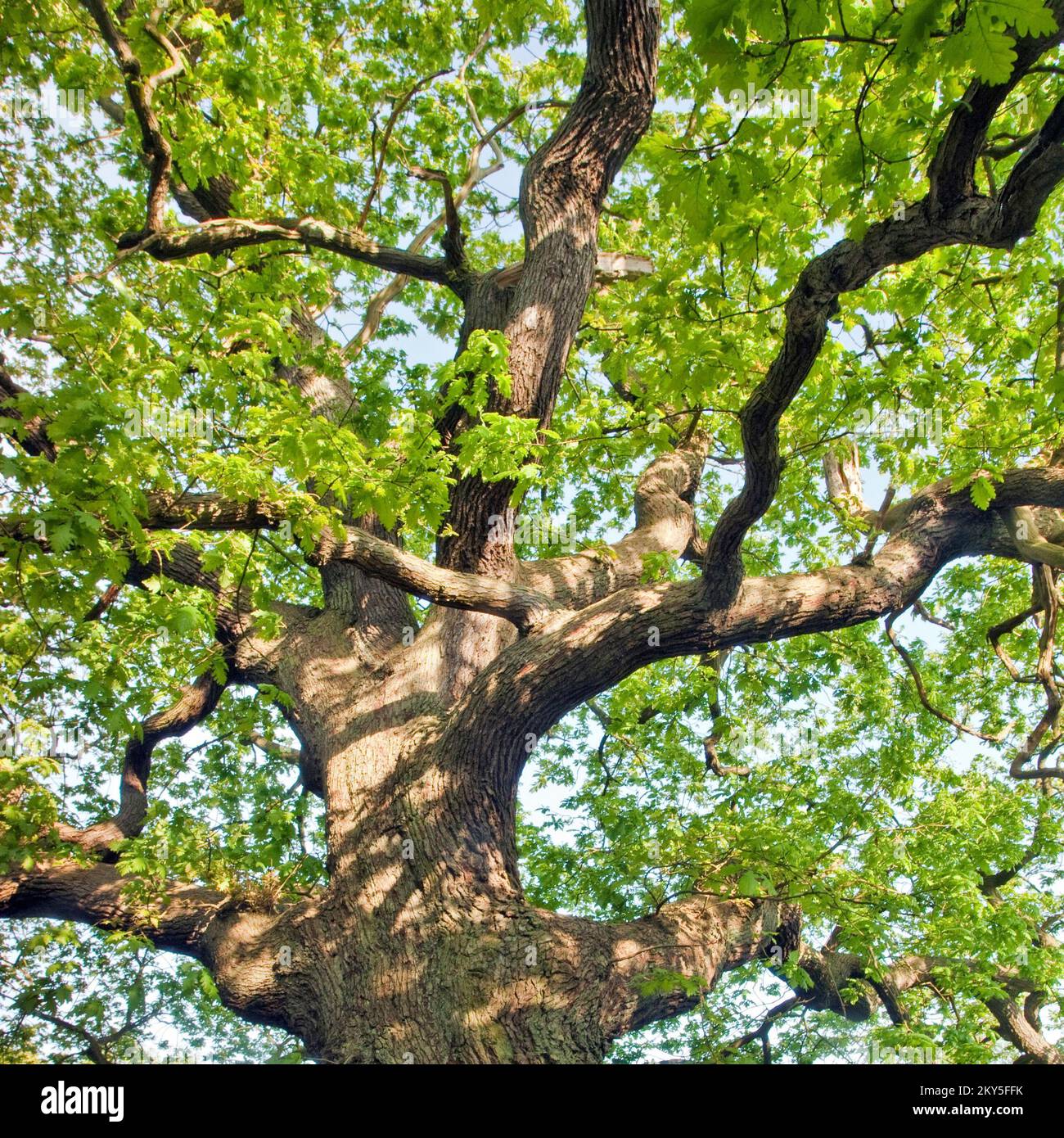Ancient oak tree spring season on Cannock Chase Country Park AONB (area ...