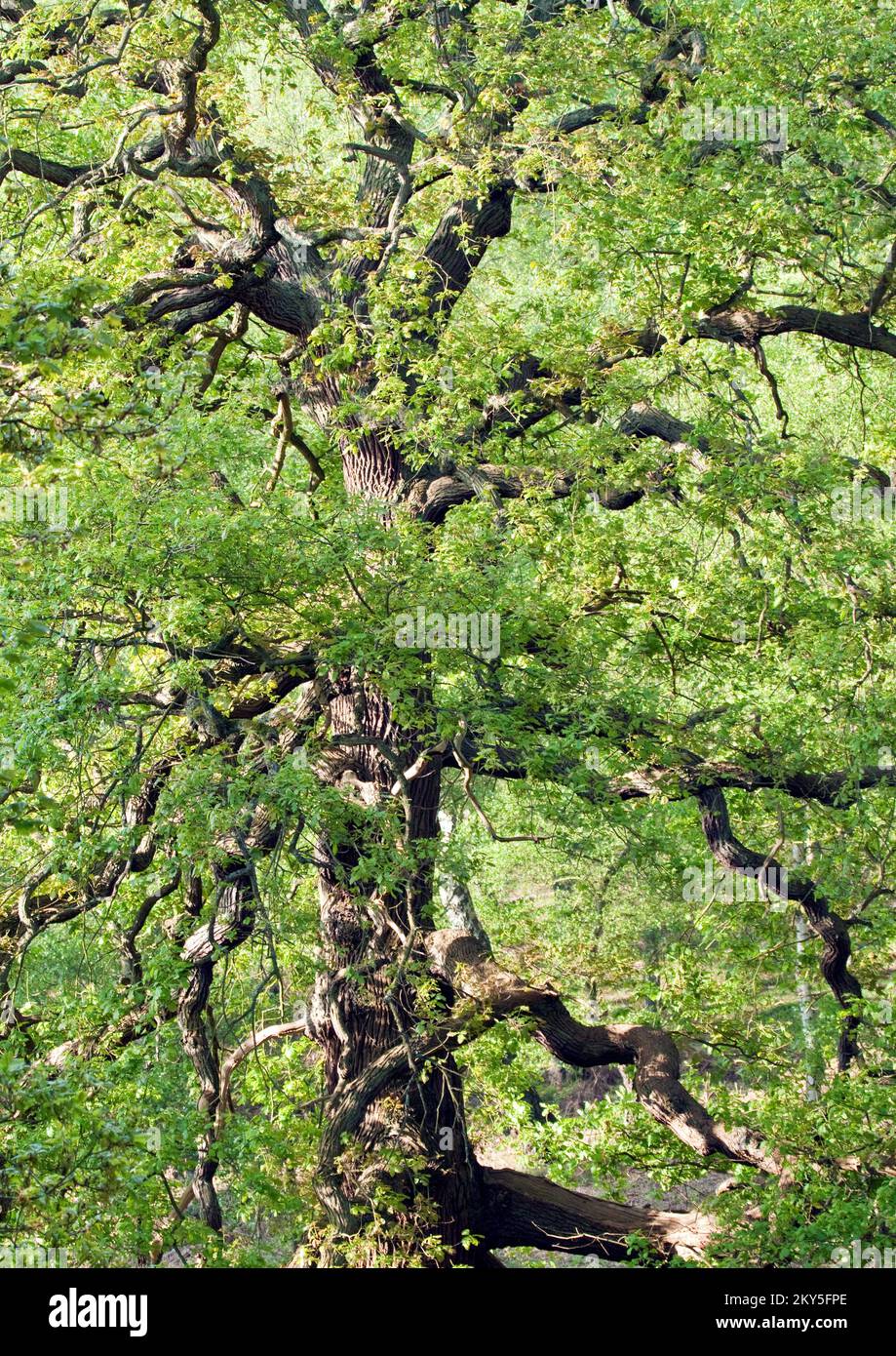 Spidery branches of ancient oak tree spring season on Cannock Chase ...