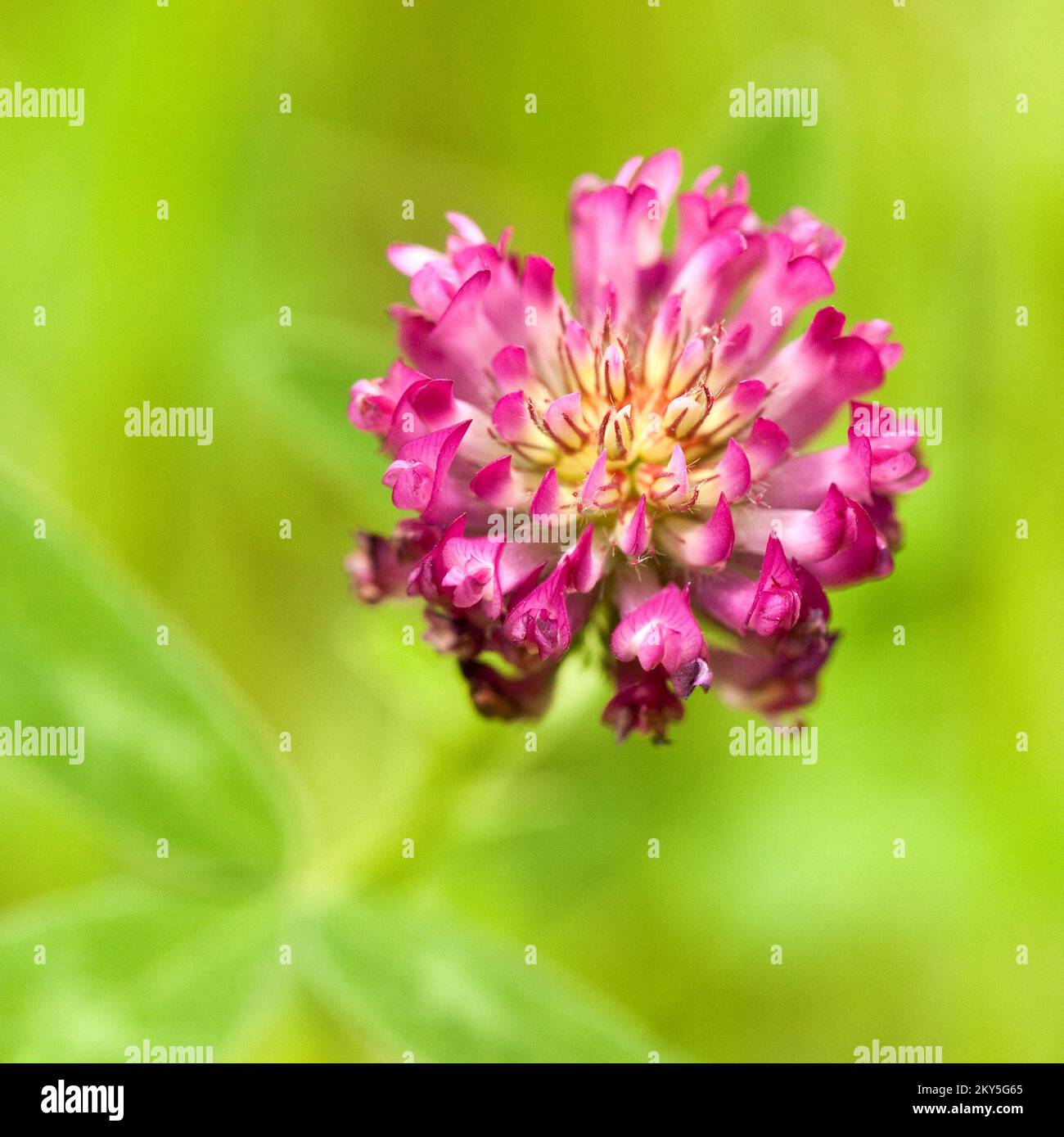 Trifolium Clover Wildflowers Hazel Slade Nature Reserve Cannock Chase ...