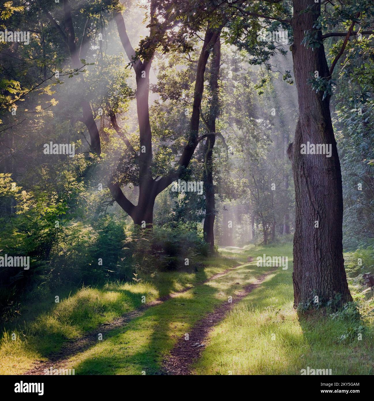 Ancient oak tree spring season on Cannock Chase Country Park AONB (area ...