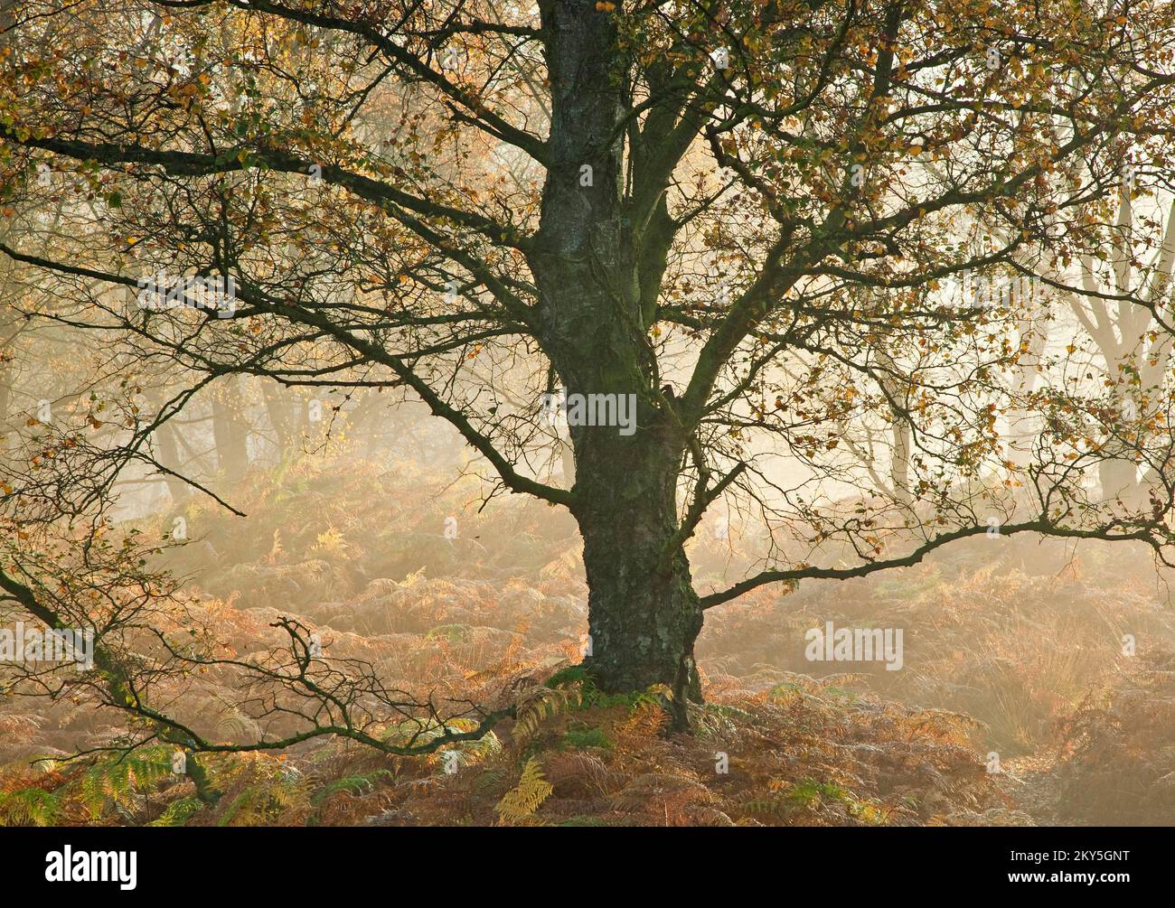 Autumn colour, Cannock Chase Country Park AONB (area of outstanding ...