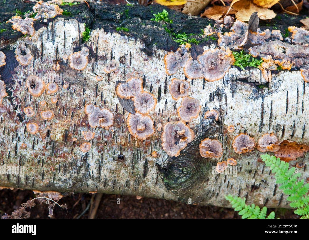 Ancient Oak Woodland close up details of trees Cannock Chase AONB (area ...