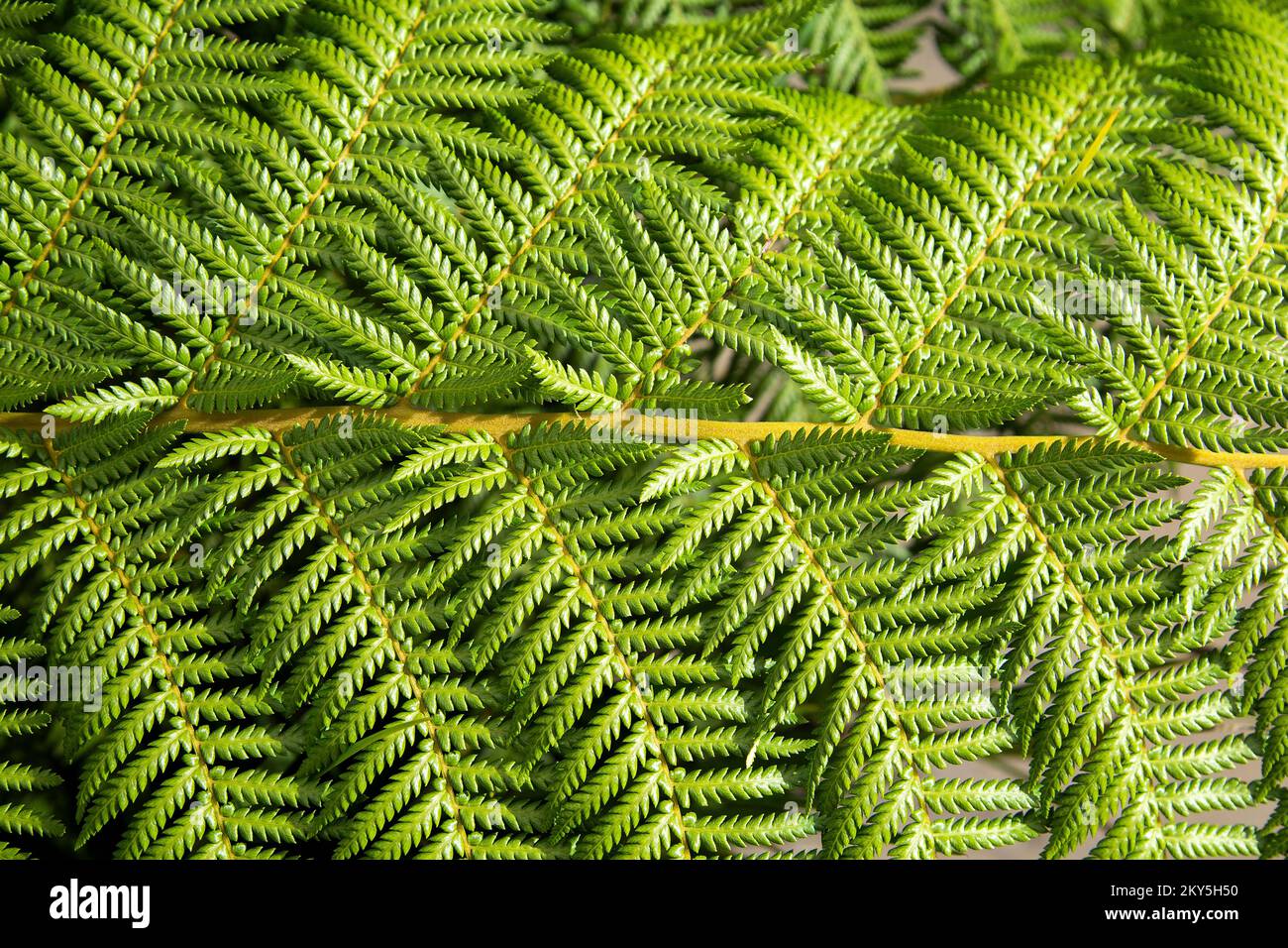 Close up of Fern Pteridium aquilinum - Plant Organism. Detail of the ...