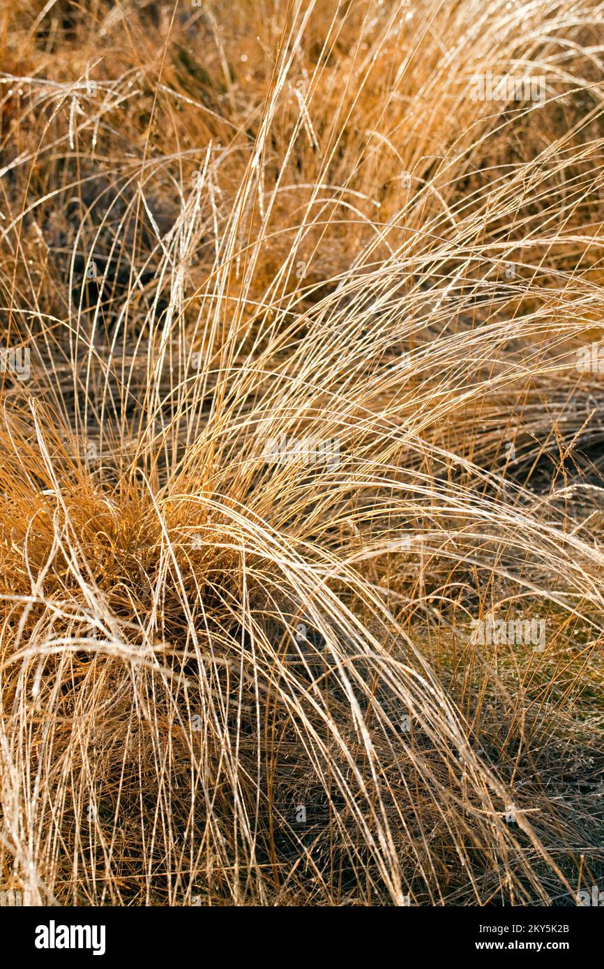 Golden grass in mid-winter, Sherbrook Valley, Cannock Chase Country ...