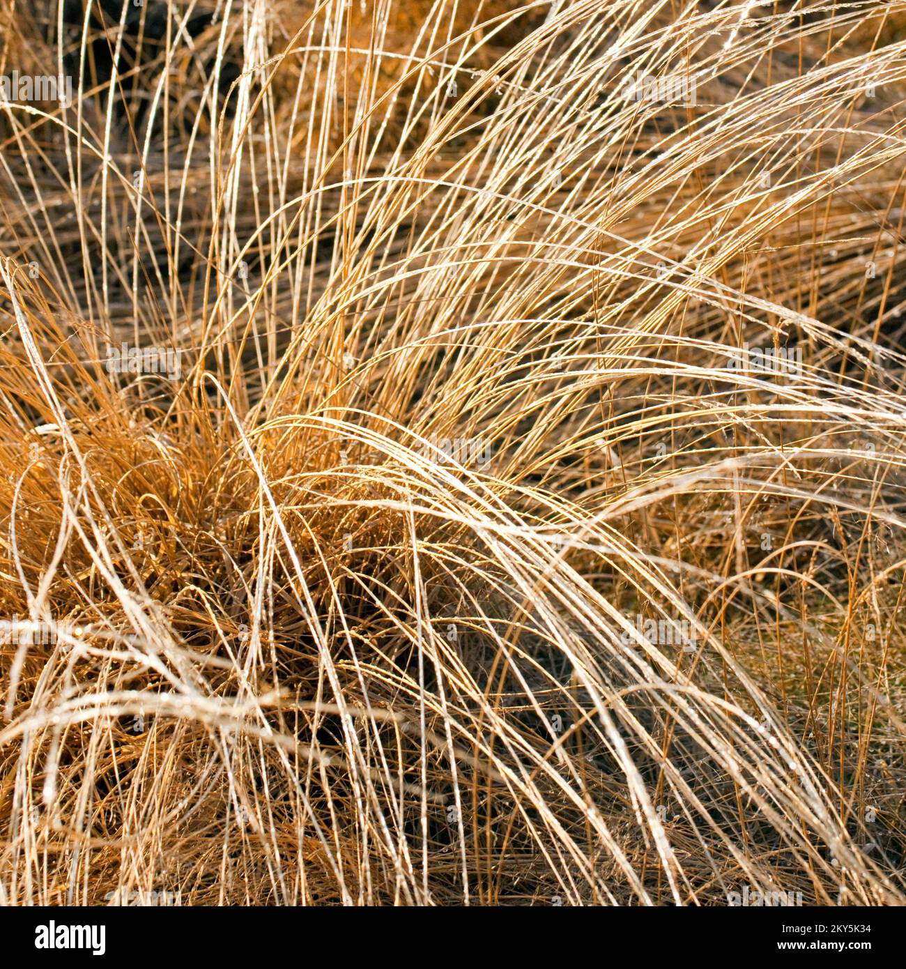 Golden grass in mid-winter, Sherbrook Valley, Cannock Chase Country ...