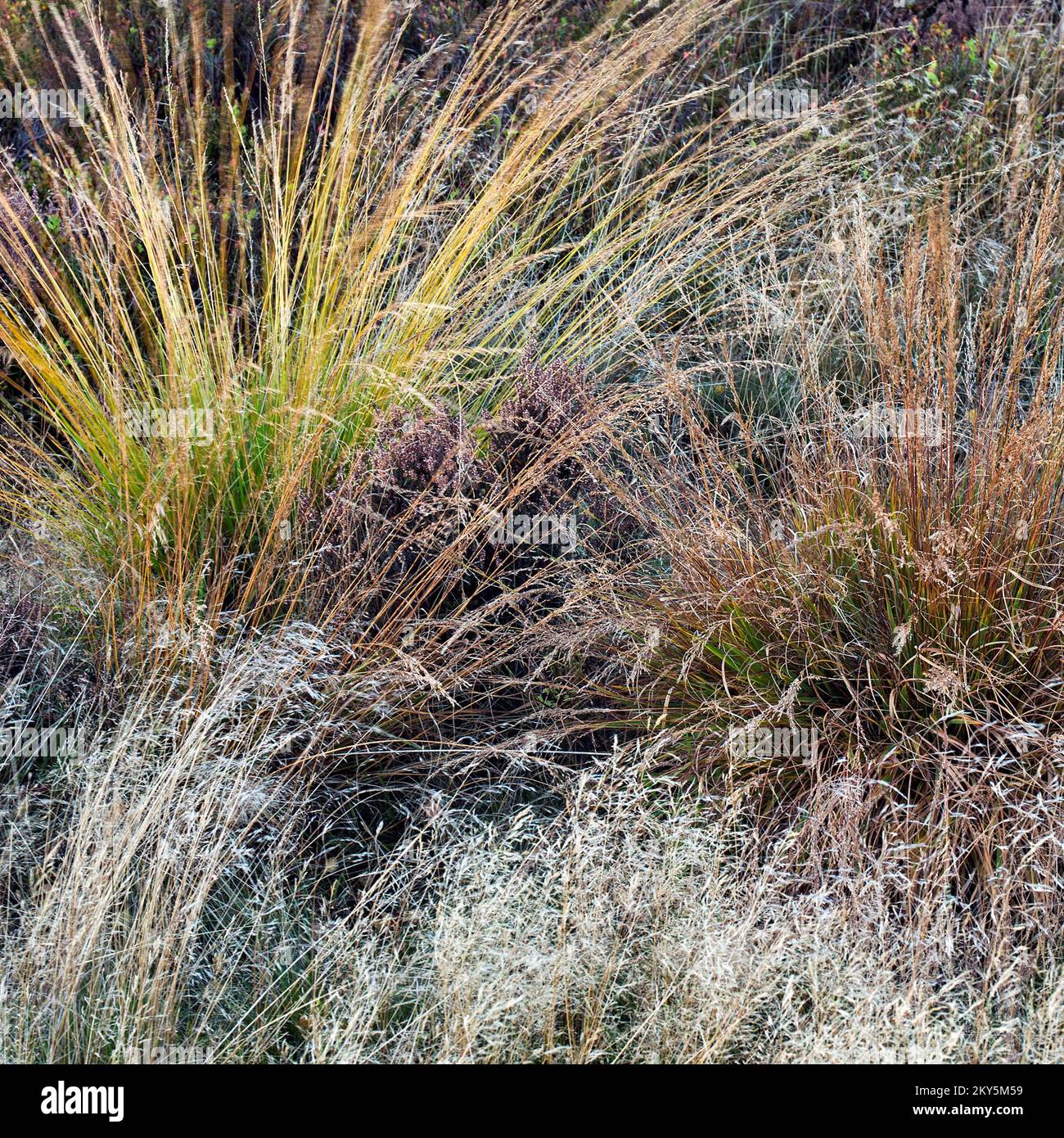 Flora wild grass display stunning colour shape and texture in autumn on ...