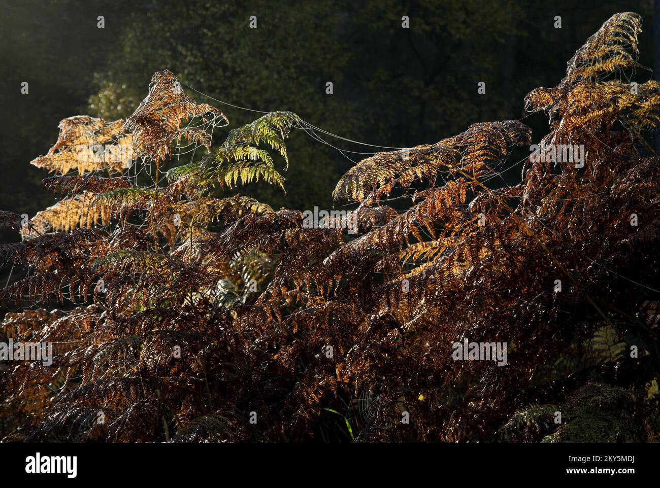 Wild Ferns stunning golden fronds back lit in autumn Cannock Chase Area ...