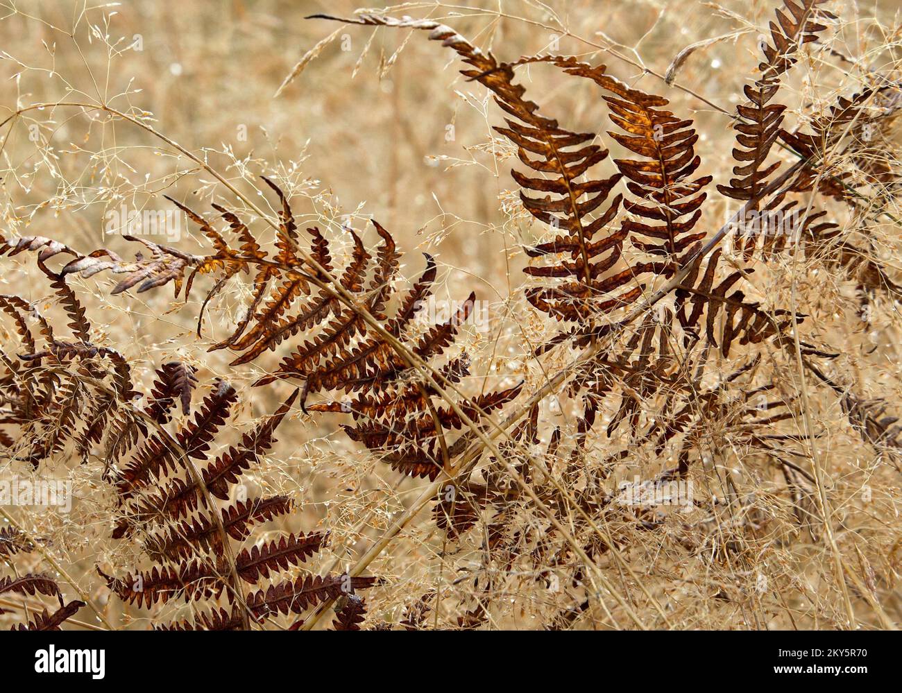 Russet tones of Fern in wild grass on Cannock Chase an Area of ...