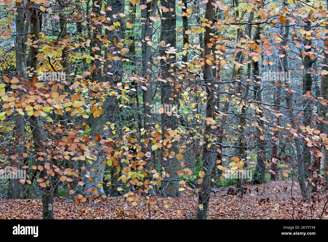 Woodland in autumn with tints and hues from Beech trees in the Cannock ...