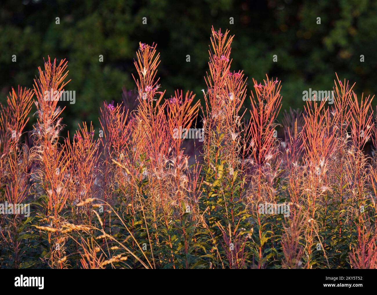 Wildflower perennial "Epilobium Angustifolium " Fireweed in Autumn on ...