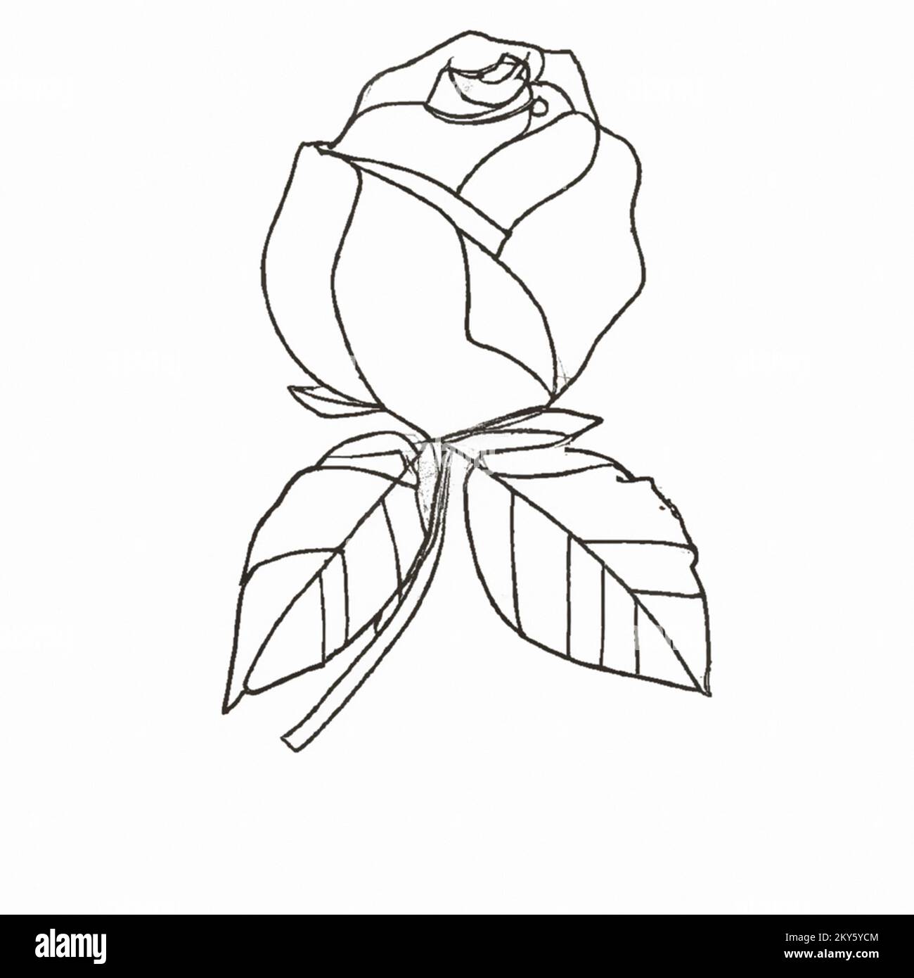 Illustration of a one-line minimalistic doodle sketch of a rose on a ...