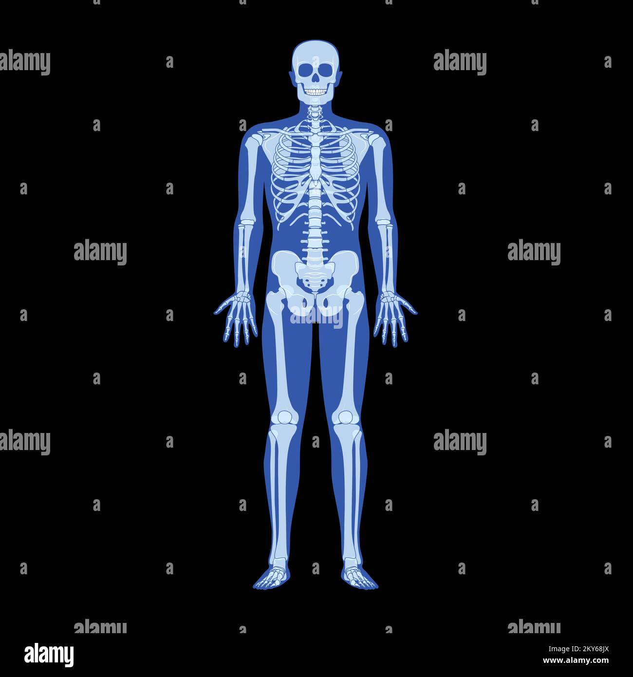 X-Ray Skeleton Human body - hands, legs, chests, heads, vertebra ...