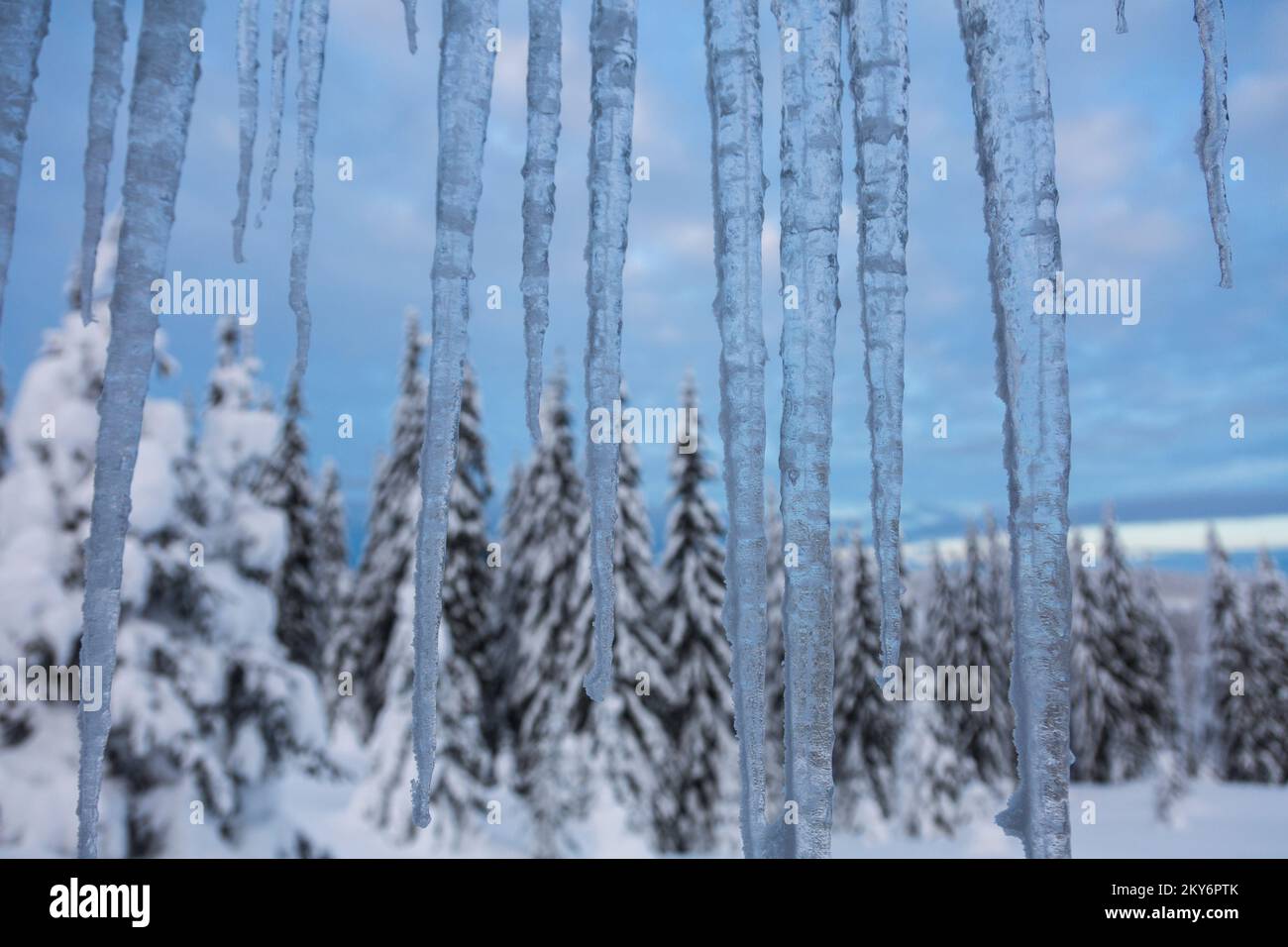 Icicles hanging from above on the background of a spruce forest ...
